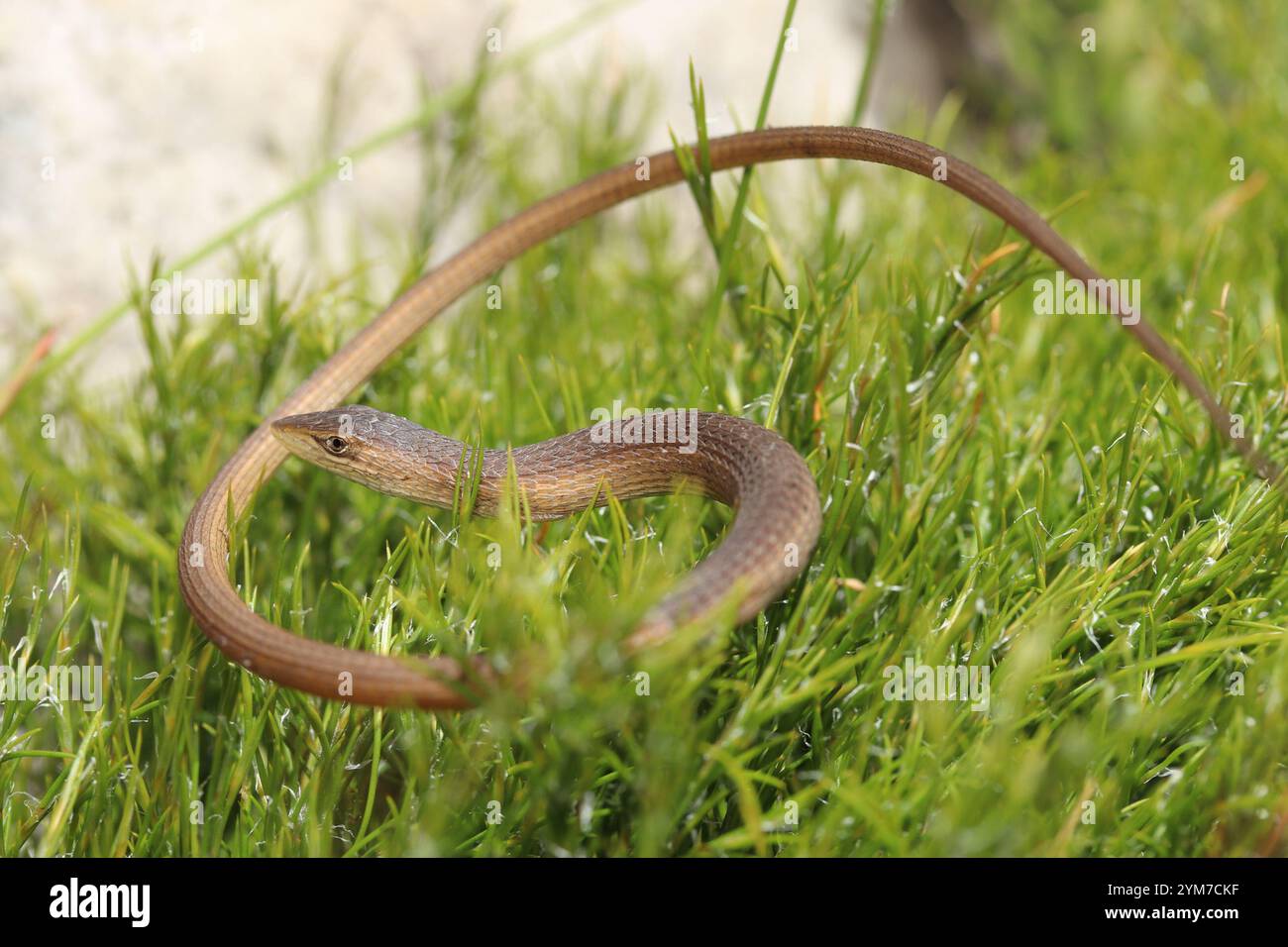 Cape snake lizard hi-res stock photography and images - Alamy