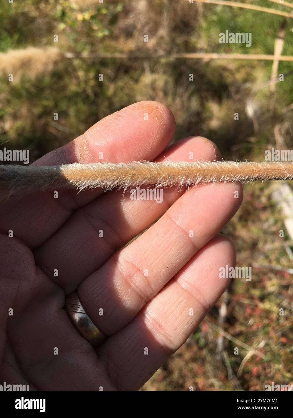 sugarcane plumegrass (Erianthus giganteus Stock Photo - Alamy