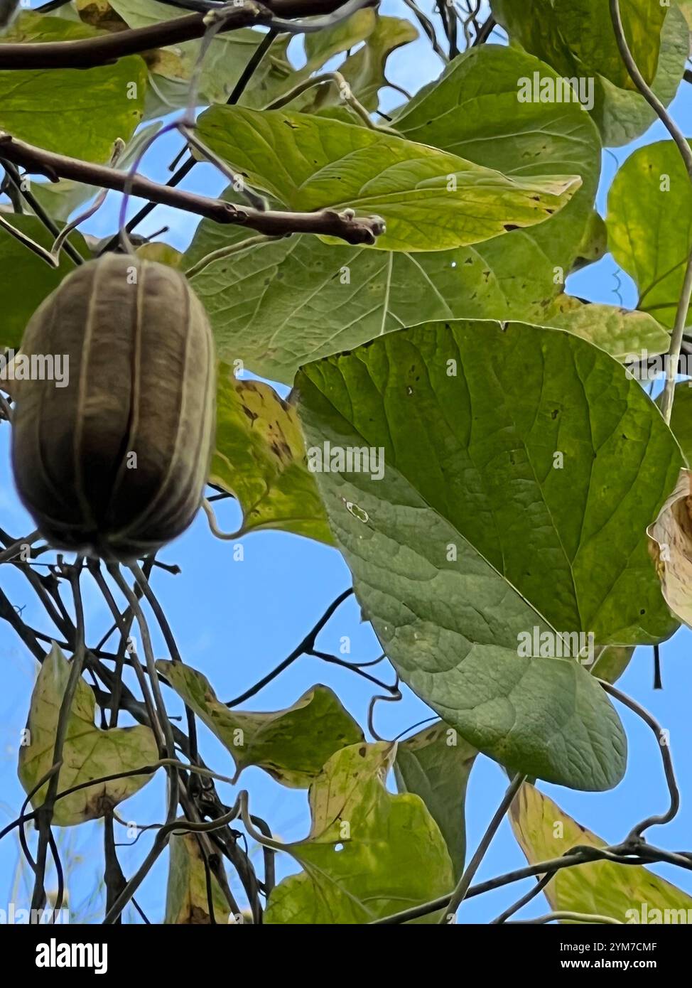 woolly Dutchman's pipe (Aristolochia tomentosa Stock Photo - Alamy