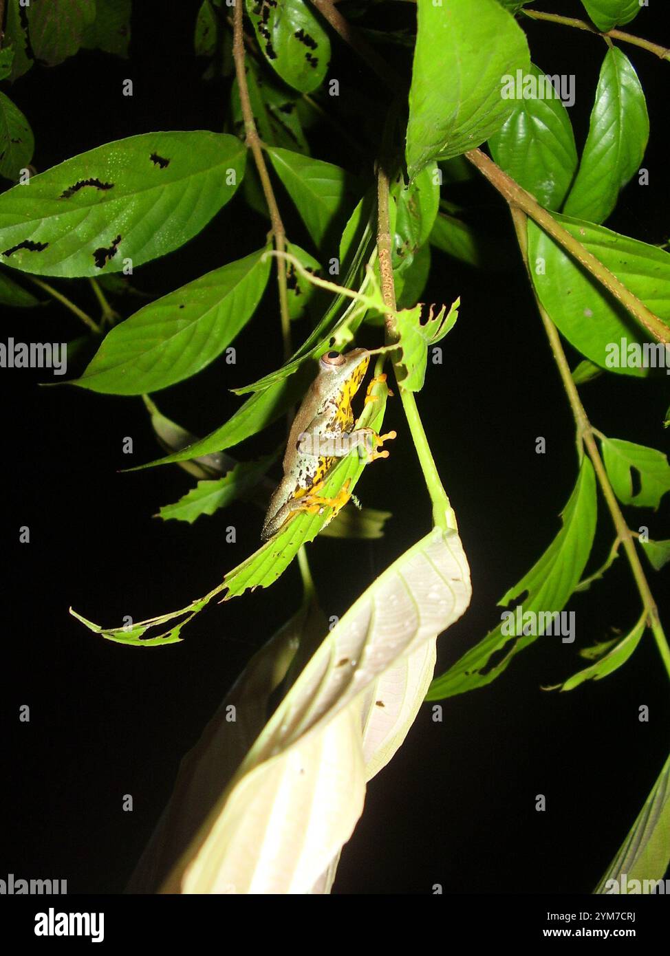 São Tomé Giant Treefrog (Hyperolius thomensis Stock Photo - Alamy