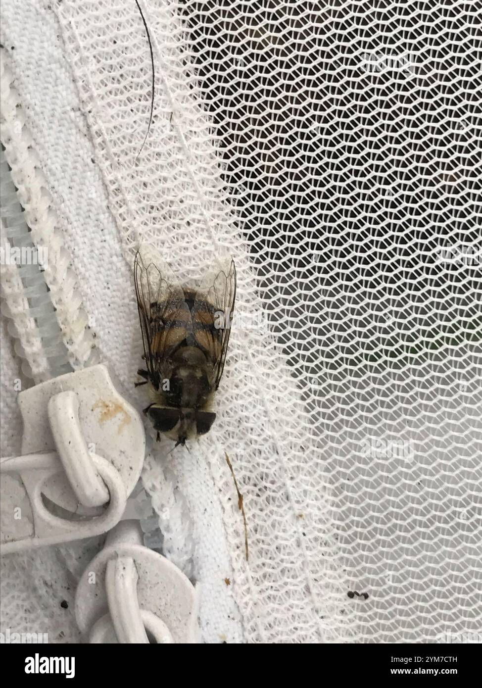 Yellow-spotted Bromeliad Fly (Copestylum avidum Stock Photo - Alamy