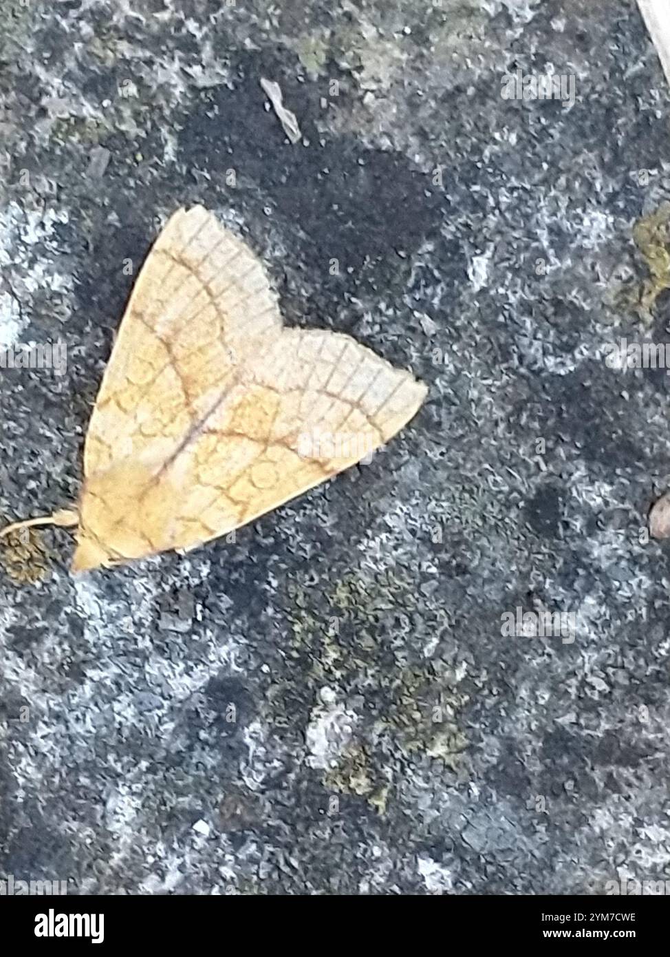 Orange Sallow (Tiliacea citrago Stock Photo - Alamy