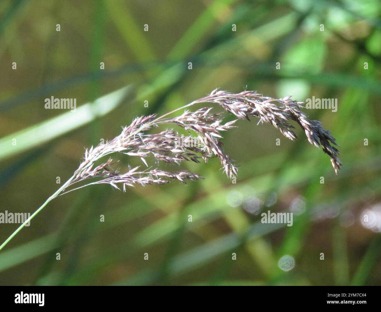 Bluejoint calamagrostis canadensis hi-res stock photography and images ...