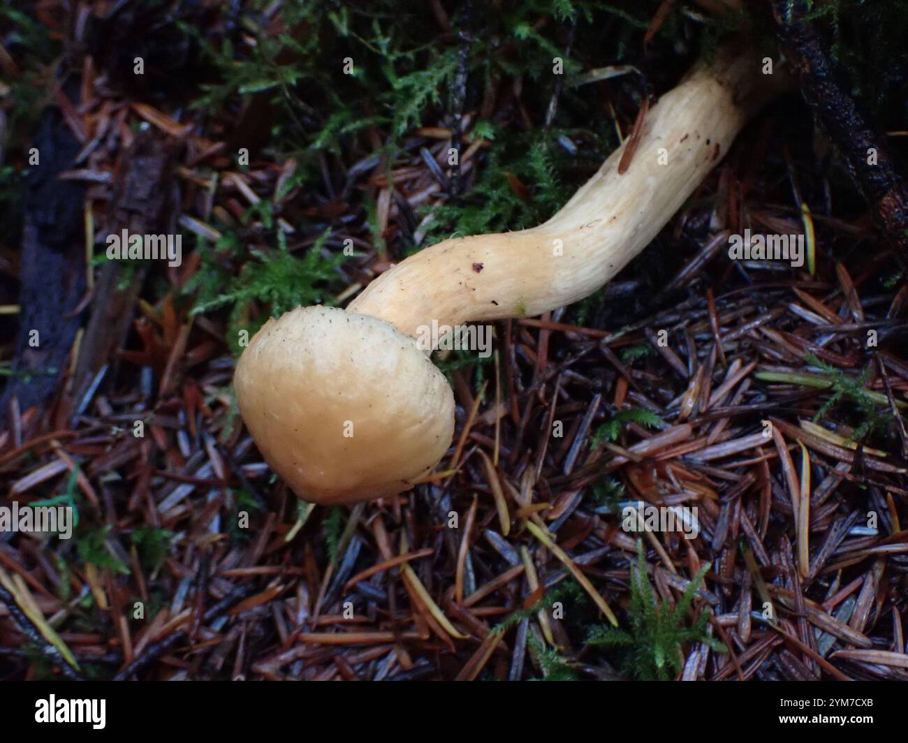 Woolly Pine Spike (Chroogomphus tomentosus Stock Photo - Alamy