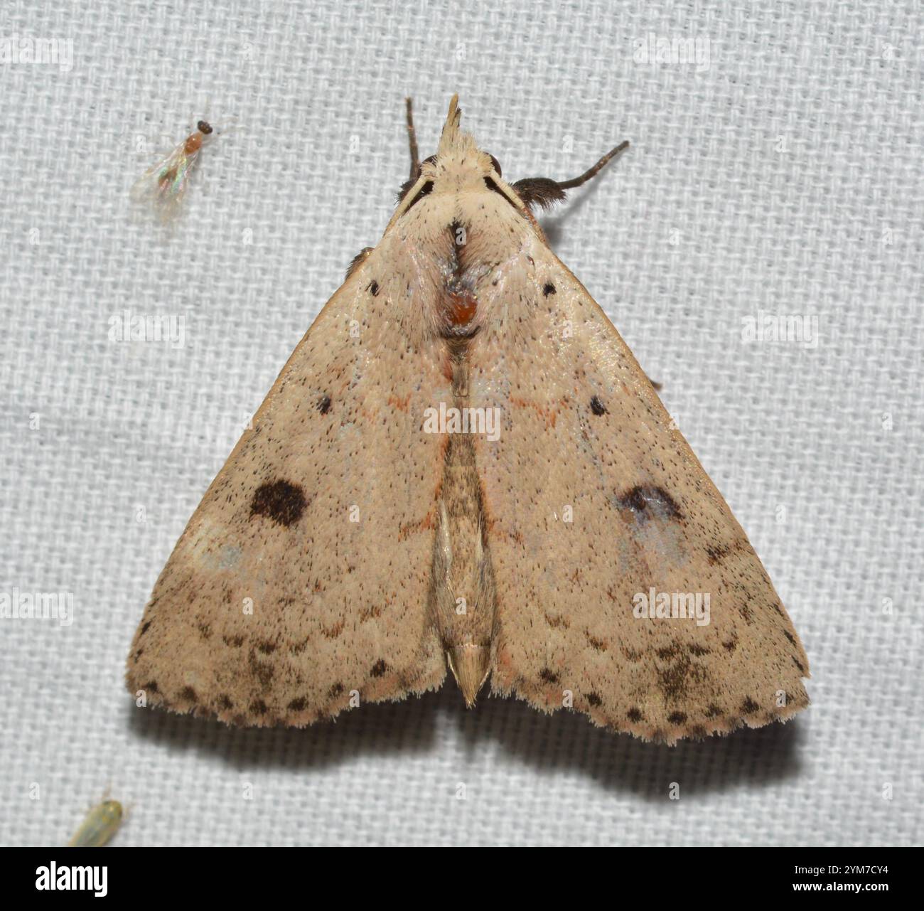 Liburna hi-res stock photography and images - Alamy