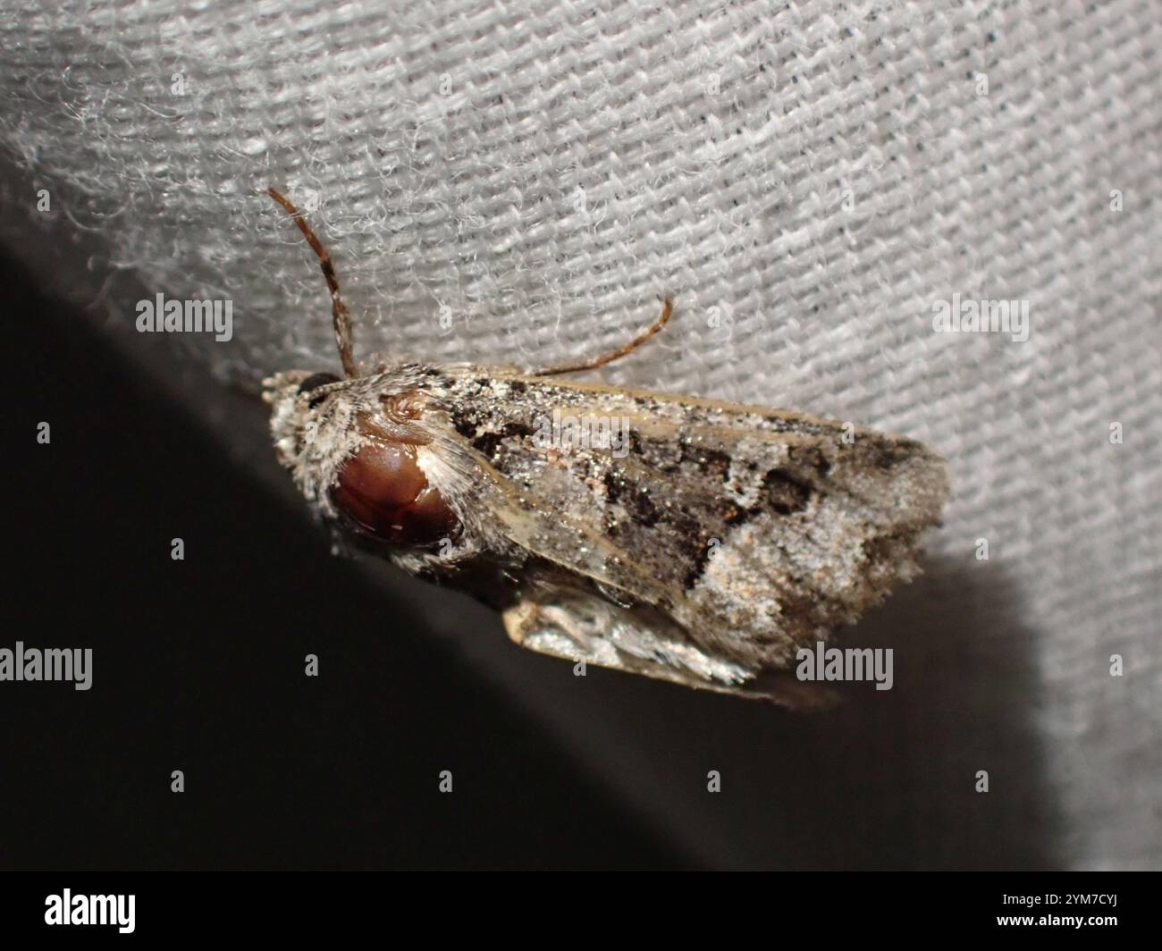 Cutworm Moths and Allies (Noctuidae Stock Photo - Alamy