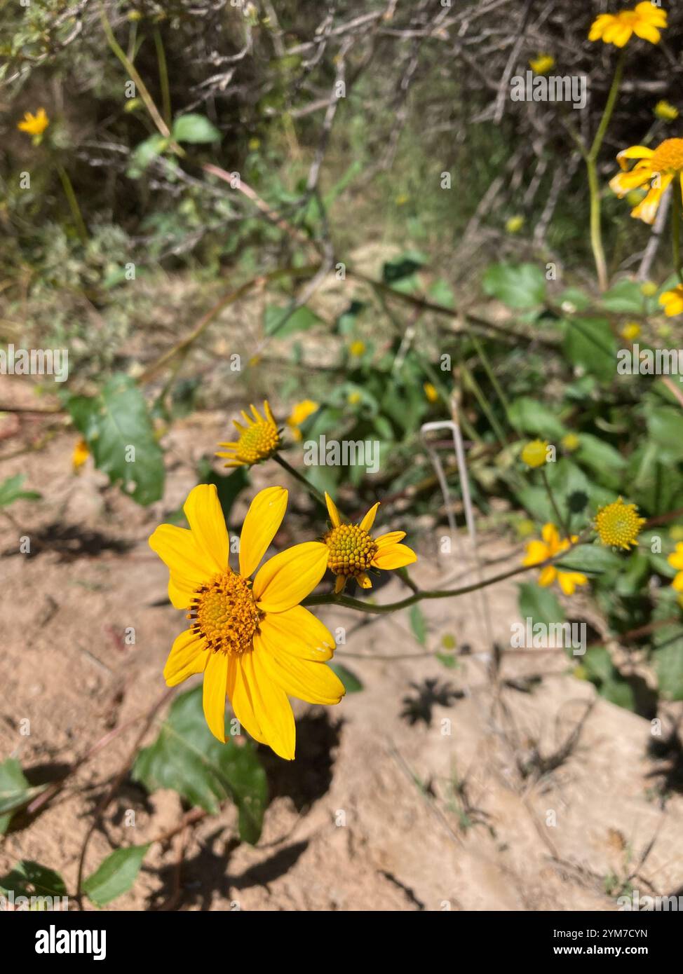 Toothleaf Goldeneye (Viguiera dentata Stock Photo - Alamy