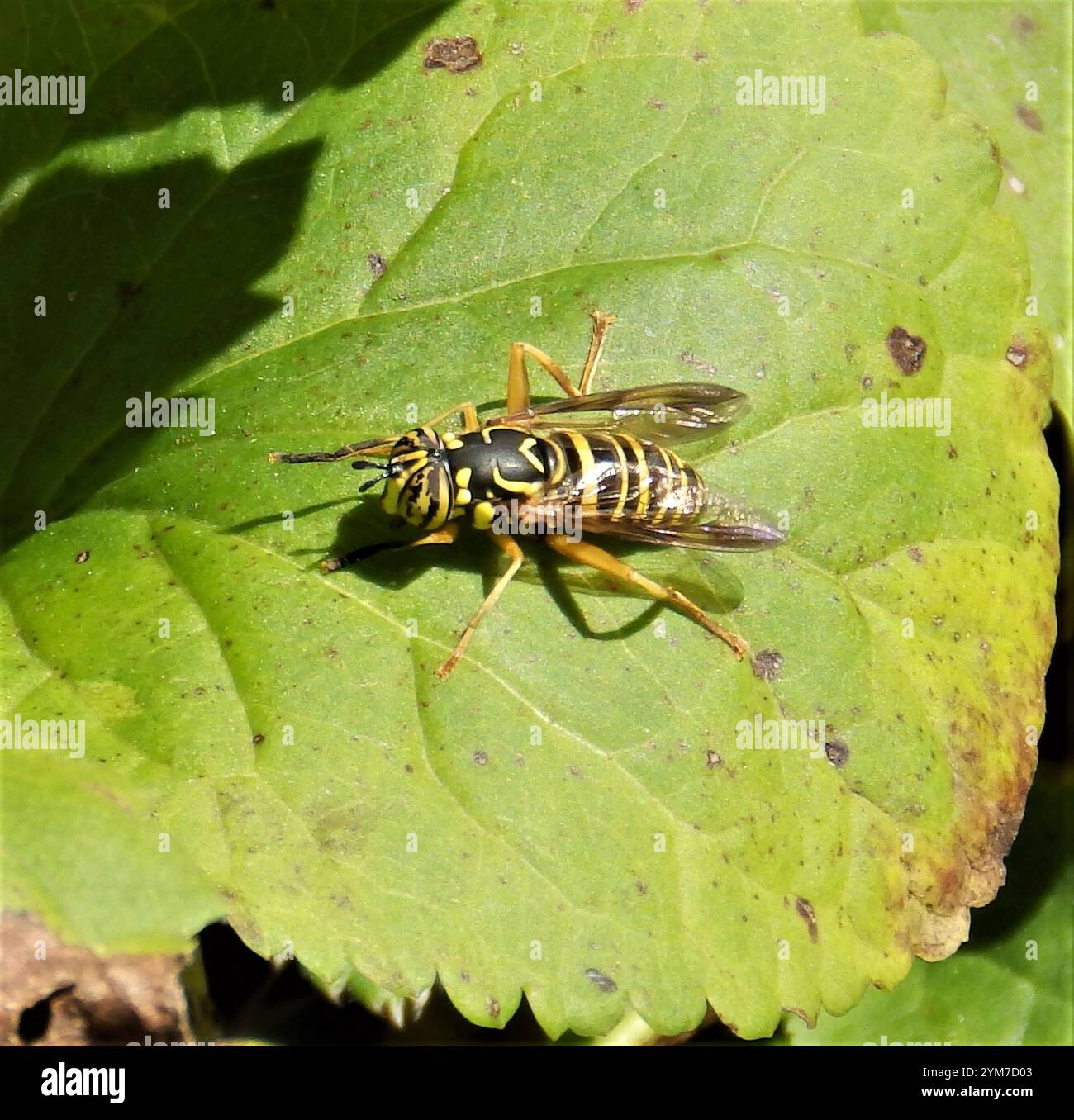 Eastern Hornet Fly (Spilomyia longicornis Stock Photo - Alamy