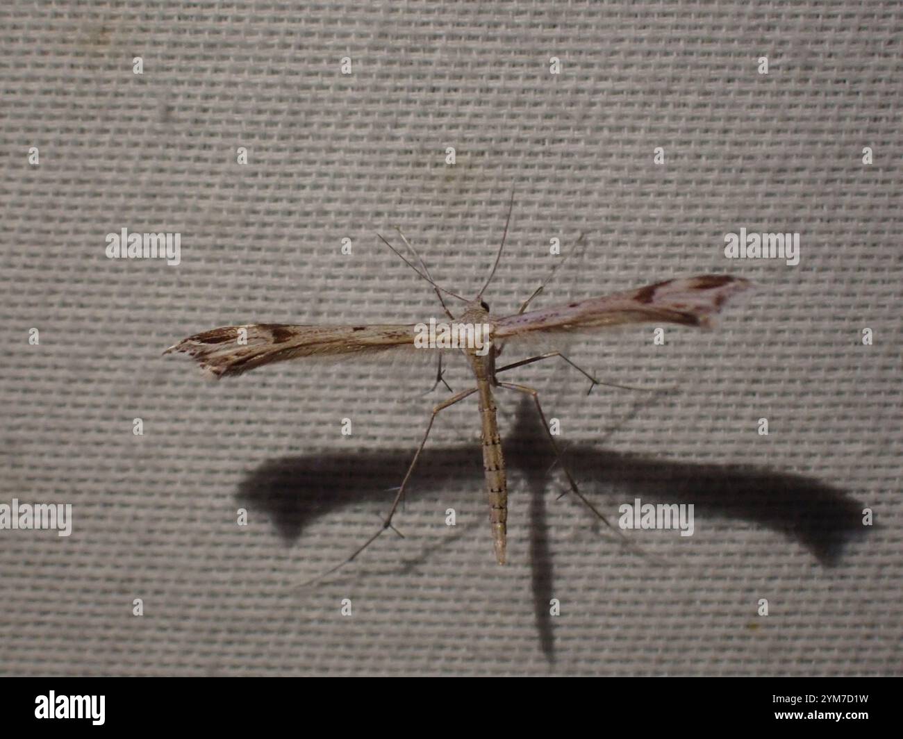 Plume Moths (Pterophoridae Stock Photo - Alamy