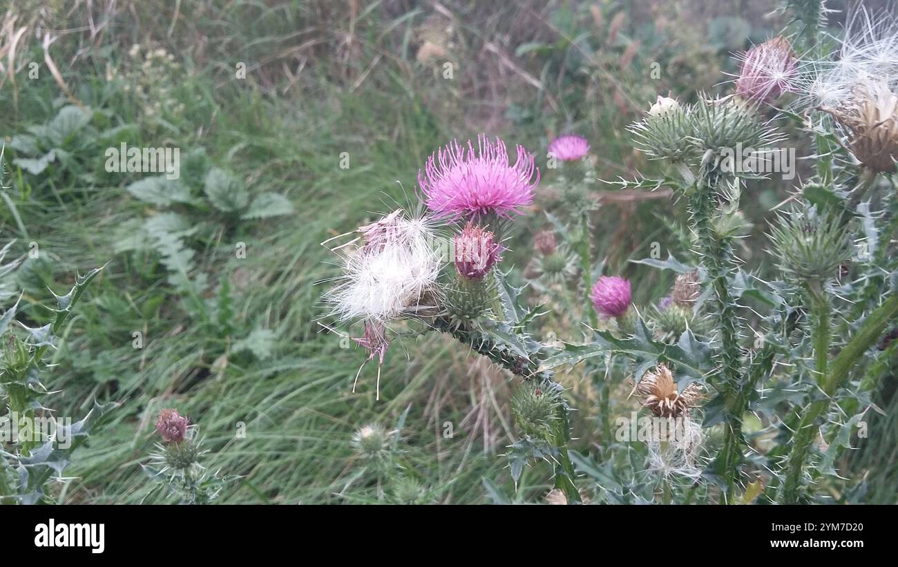 Broad winged thistle hi-res stock photography and images - Alamy