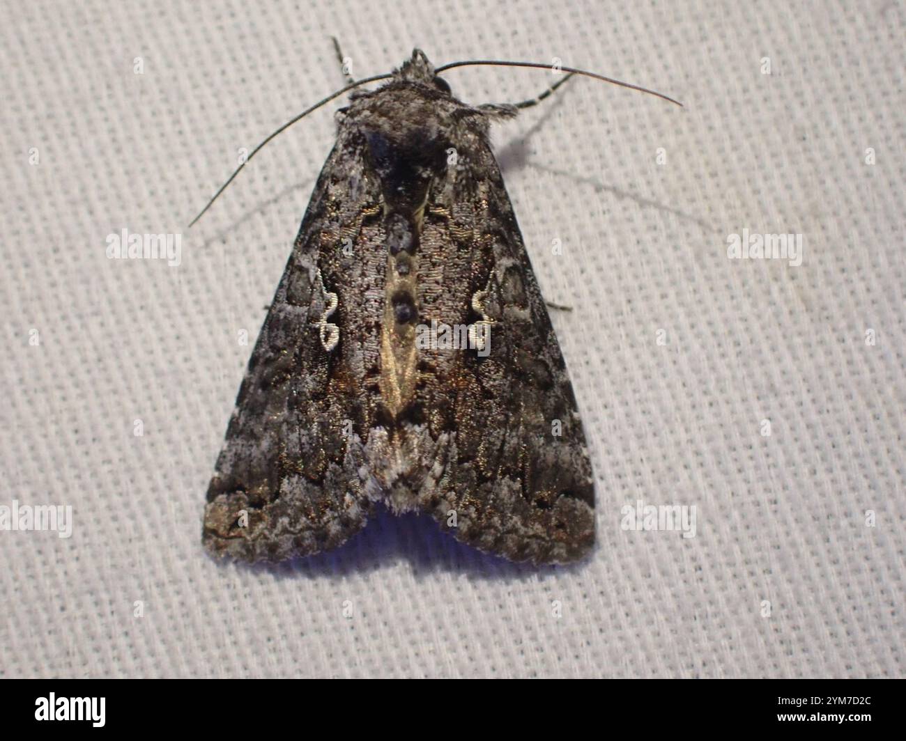 Plusiine Looper Moths (Plusiinae Stock Photo - Alamy