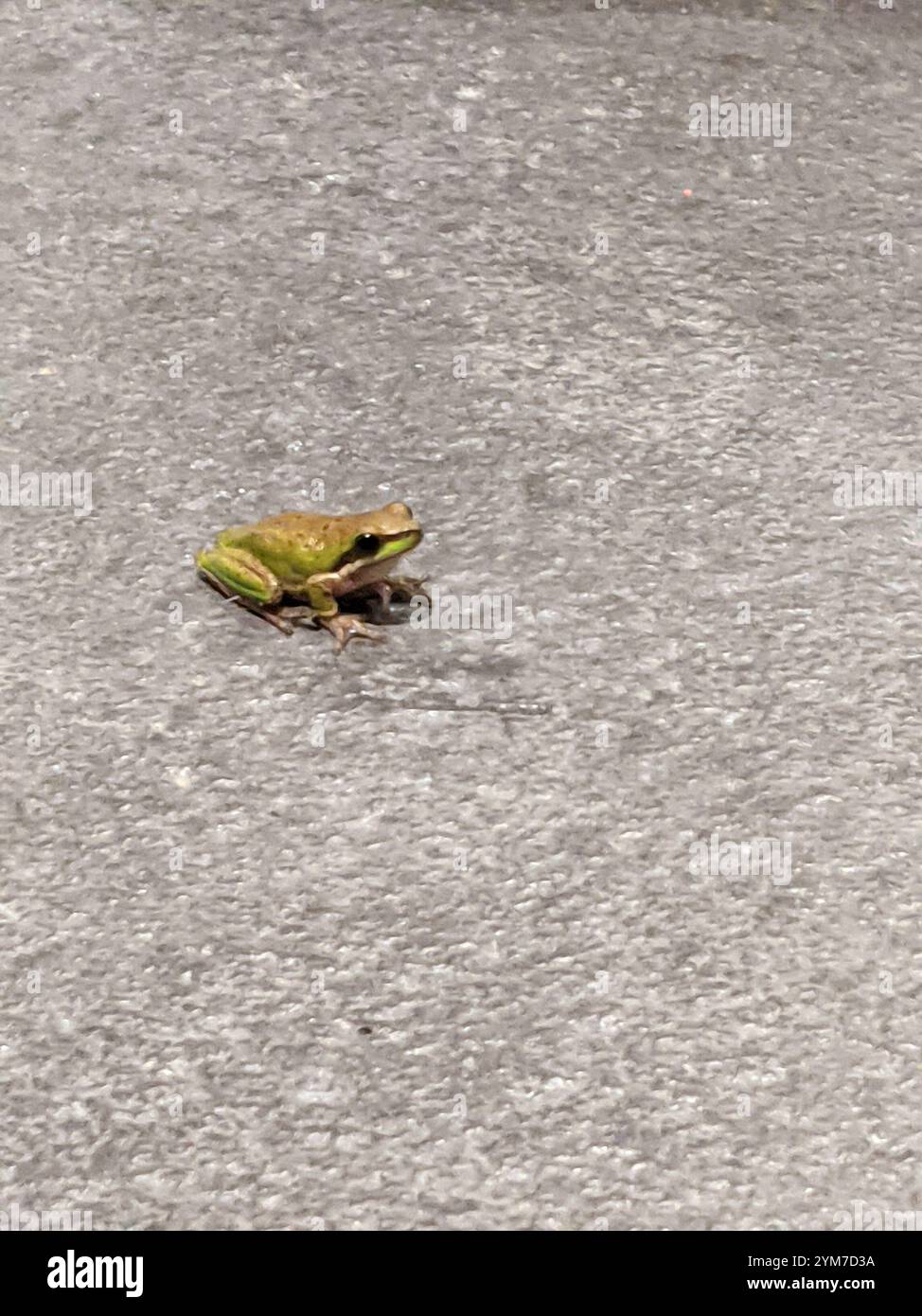 Eastern Dwarf Tree Frog (Litoria fallax Stock Photo - Alamy