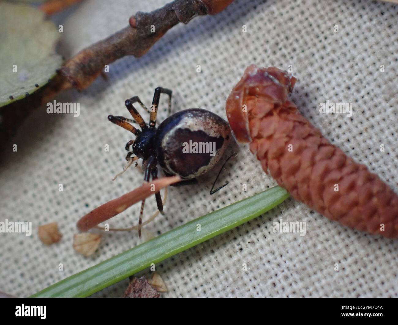 Ant-eating Spiders (Euryopis Stock Photo - Alamy
