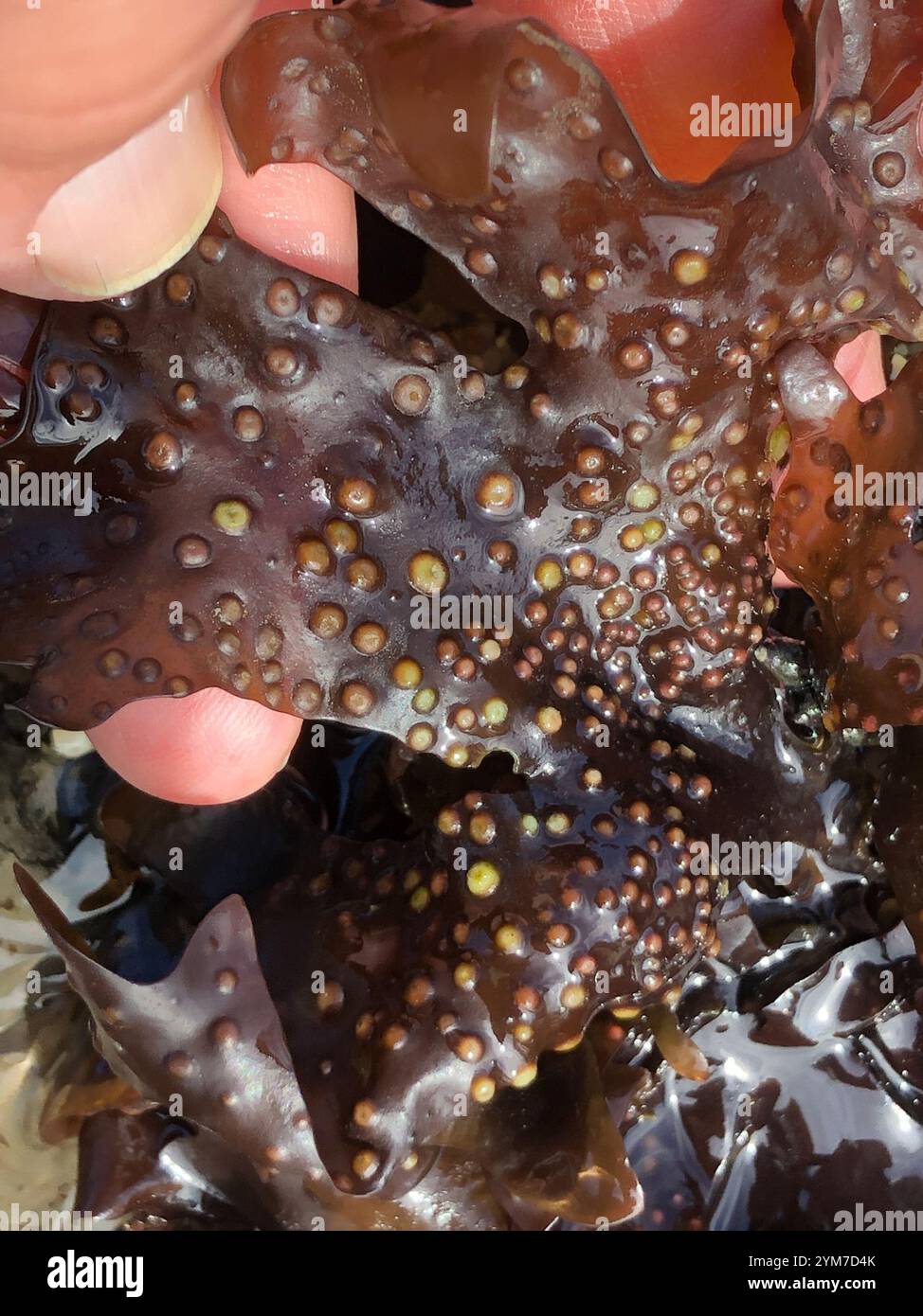 encrusting red algae (Mastocarpus Stock Photo - Alamy