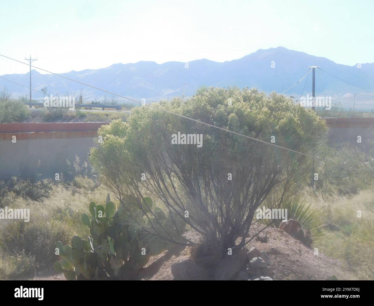 Desert Broom (Baccharis sarothroides Stock Photo - Alamy