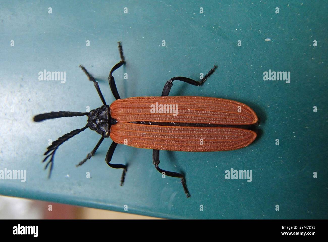 Long-nosed Lycid Beetle (Porrostoma rhipidium Stock Photo - Alamy
