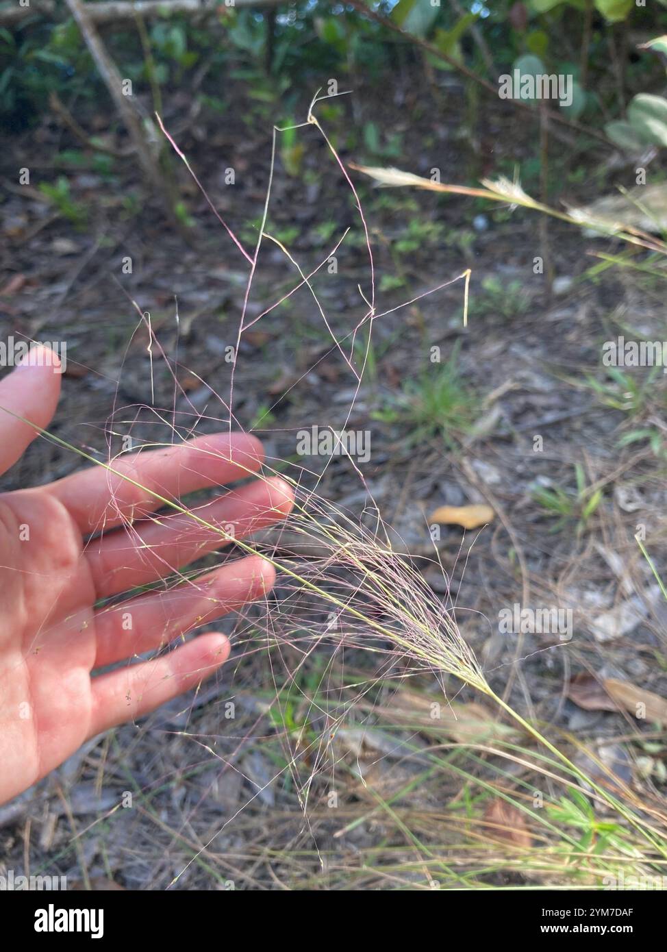 Hairawn Muhly (Muhlenbergia capillaris Stock Photo - Alamy