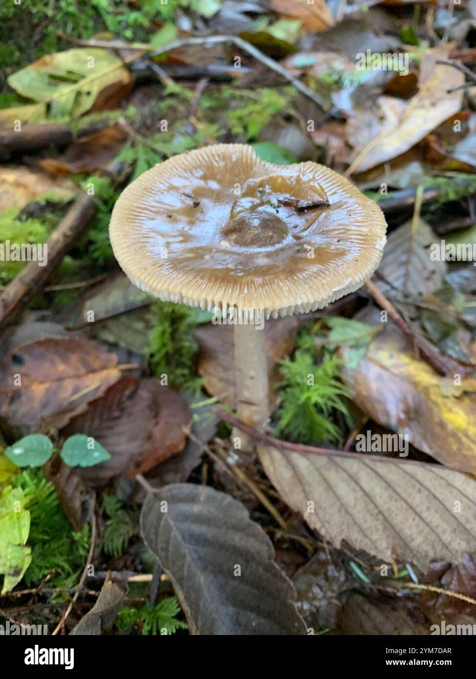 Western Grisette (Amanita pachycolea Stock Photo - Alamy