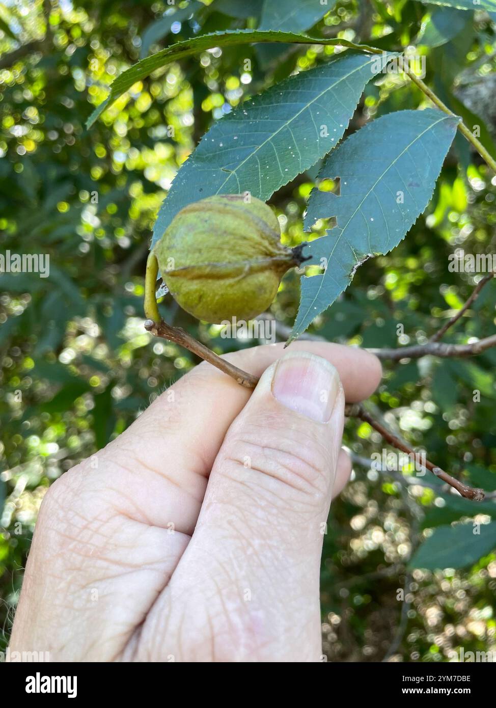 Carya aquatica hi-res stock photography and images - Alamy