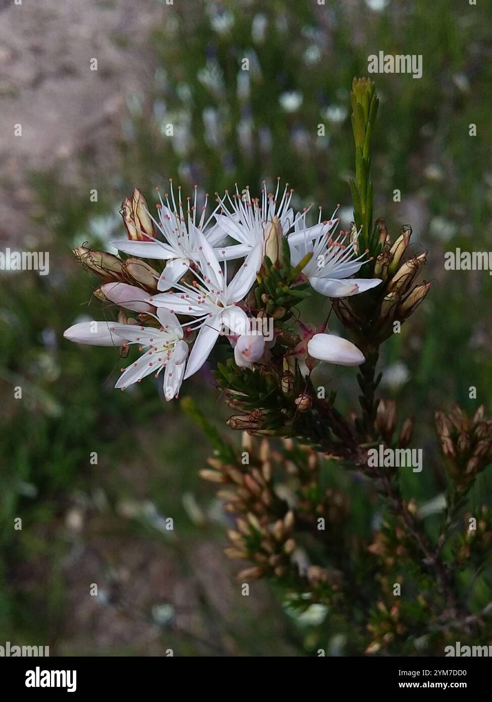 Fringe Myrtle (Calytrix tetragona Stock Photo - Alamy