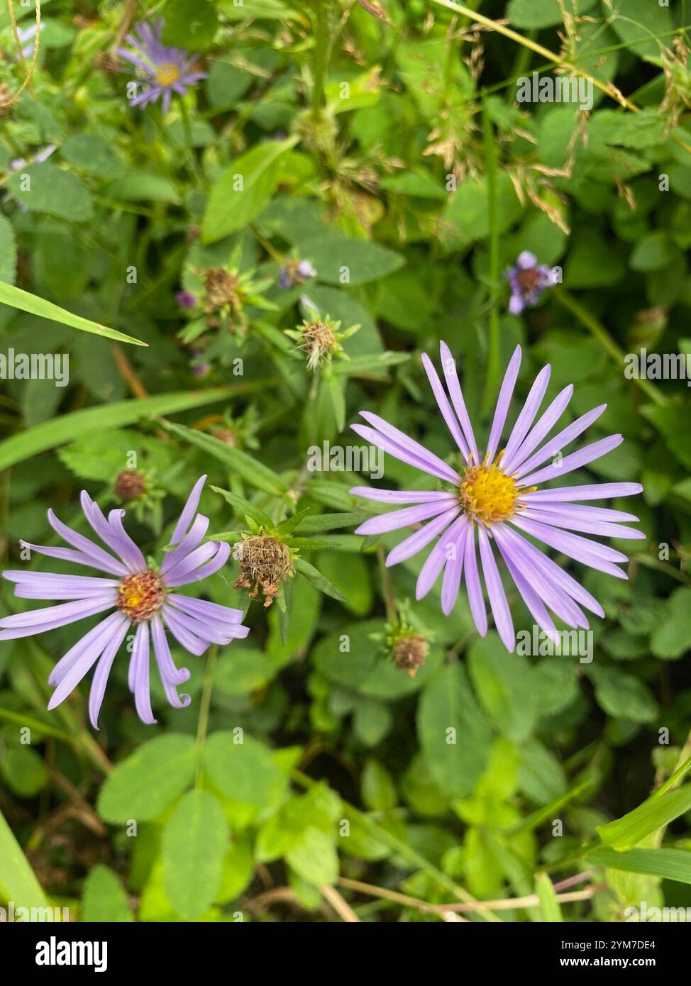 Douglas aster hi-res stock photography and images - Alamy
