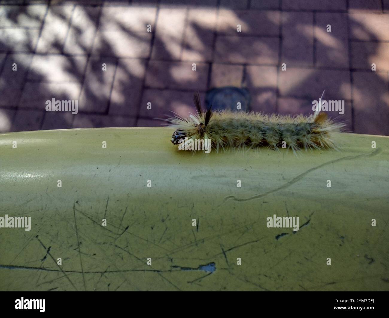 Banded Tussock Moth (Halysidota tessellaris Stock Photo - Alamy