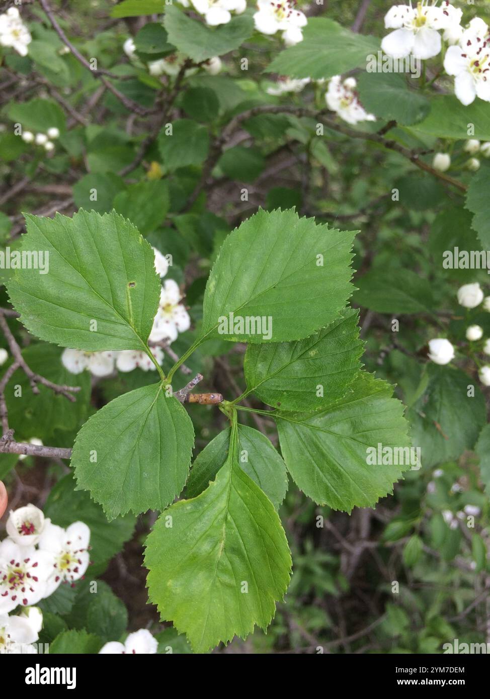 Caughnawaga hawthorn (Crataegus suborbiculata Stock Photo - Alamy