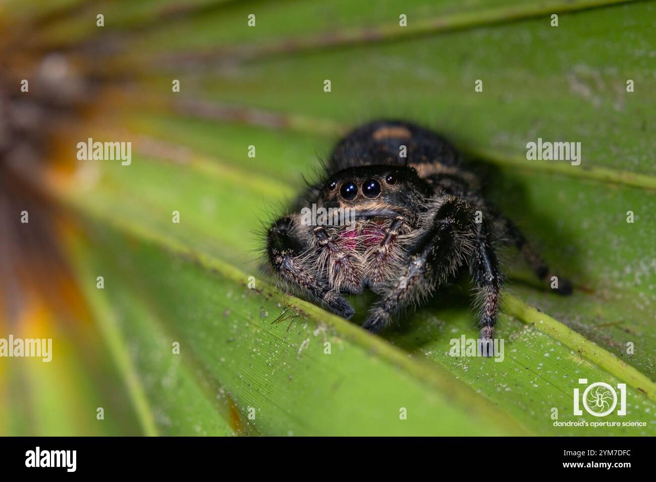 Regal Jumping Spider (Phidippus regius Stock Photo - Alamy