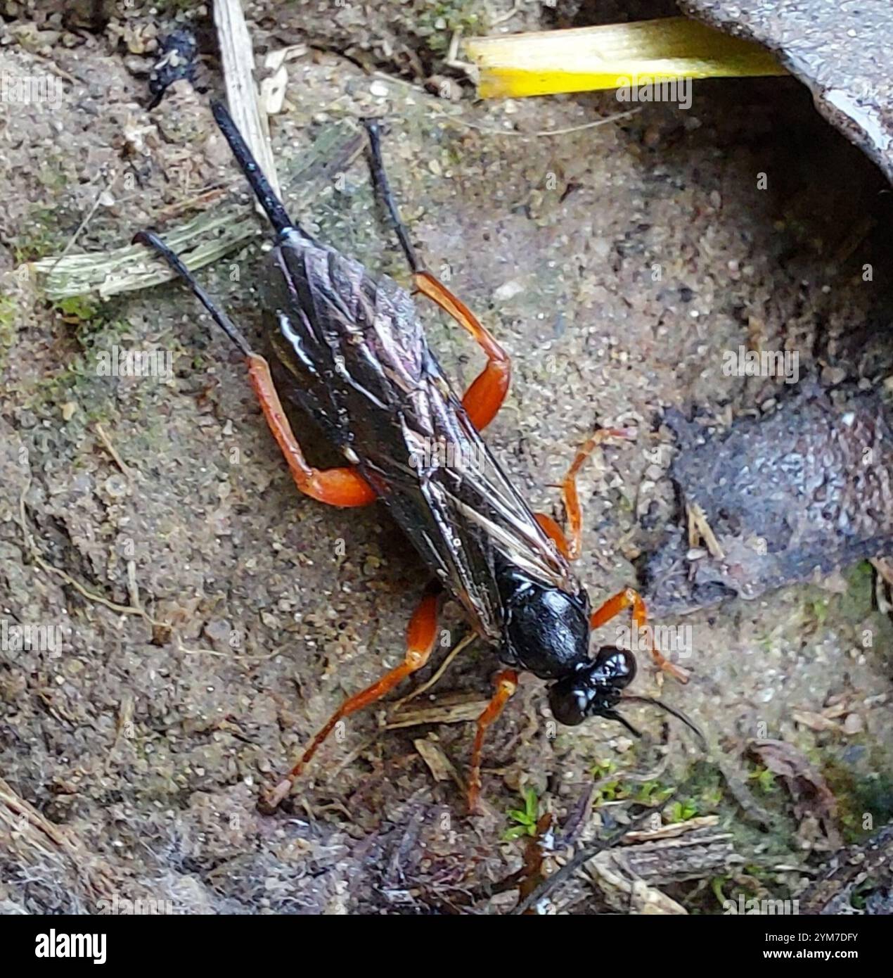Pimpla rufipes hi-res stock photography and images - Alamy