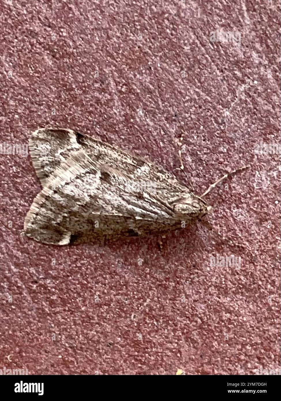 Fall Cankerworm Moth (Alsophila pometaria Stock Photo - Alamy