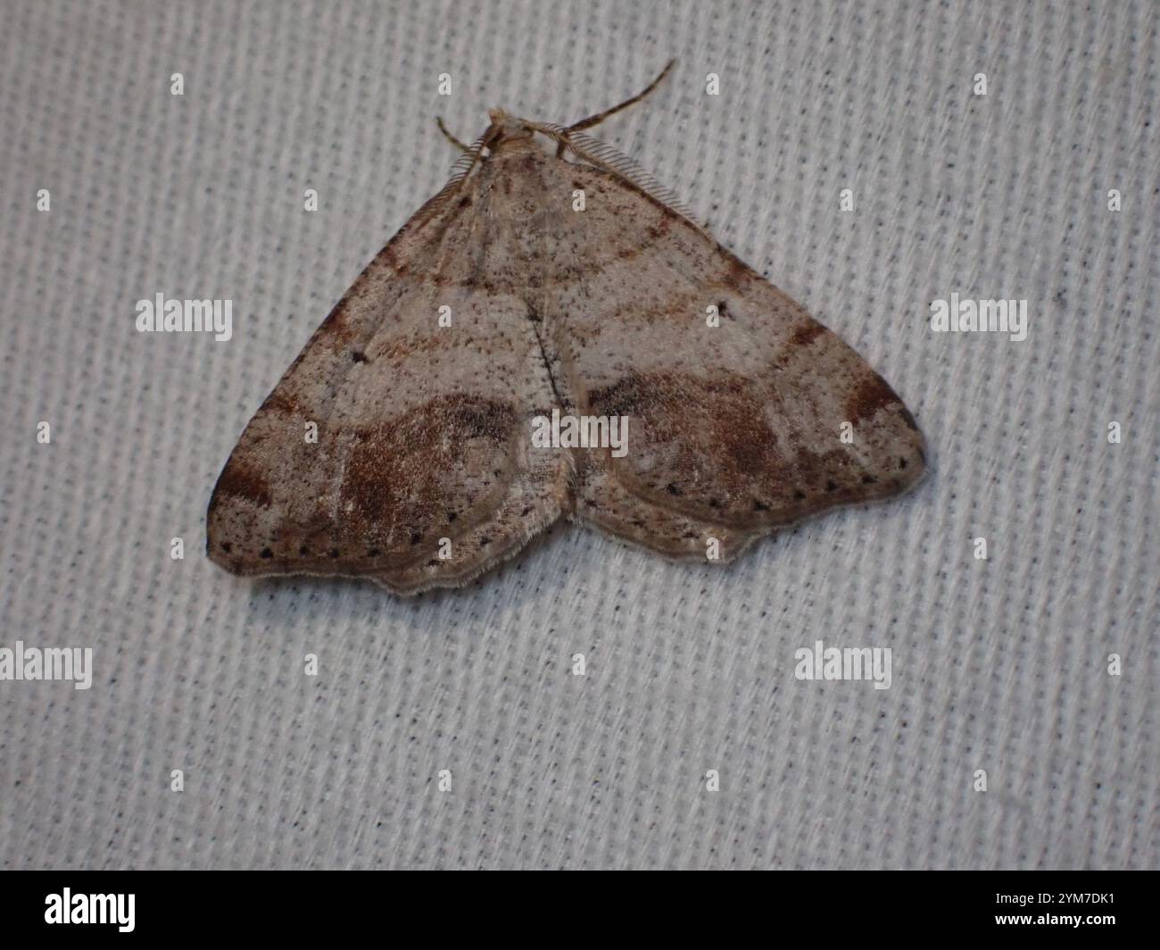 Geometer Moths (Geometridae Stock Photo - Alamy