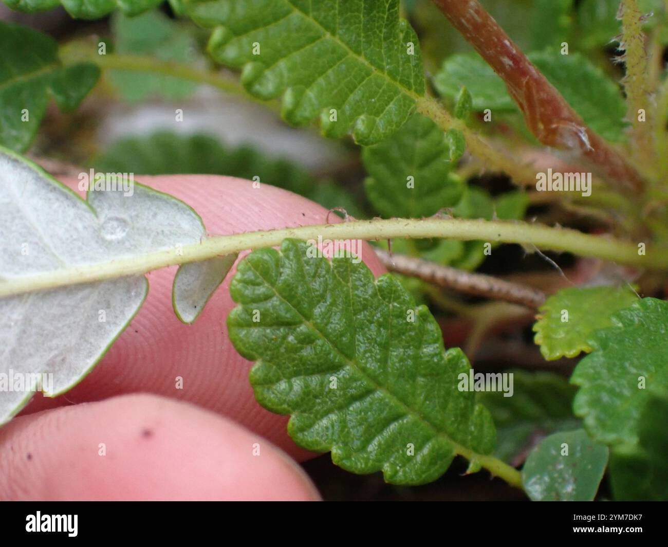 Yellow Mountain-avens (Dryas drummondii Stock Photo - Alamy