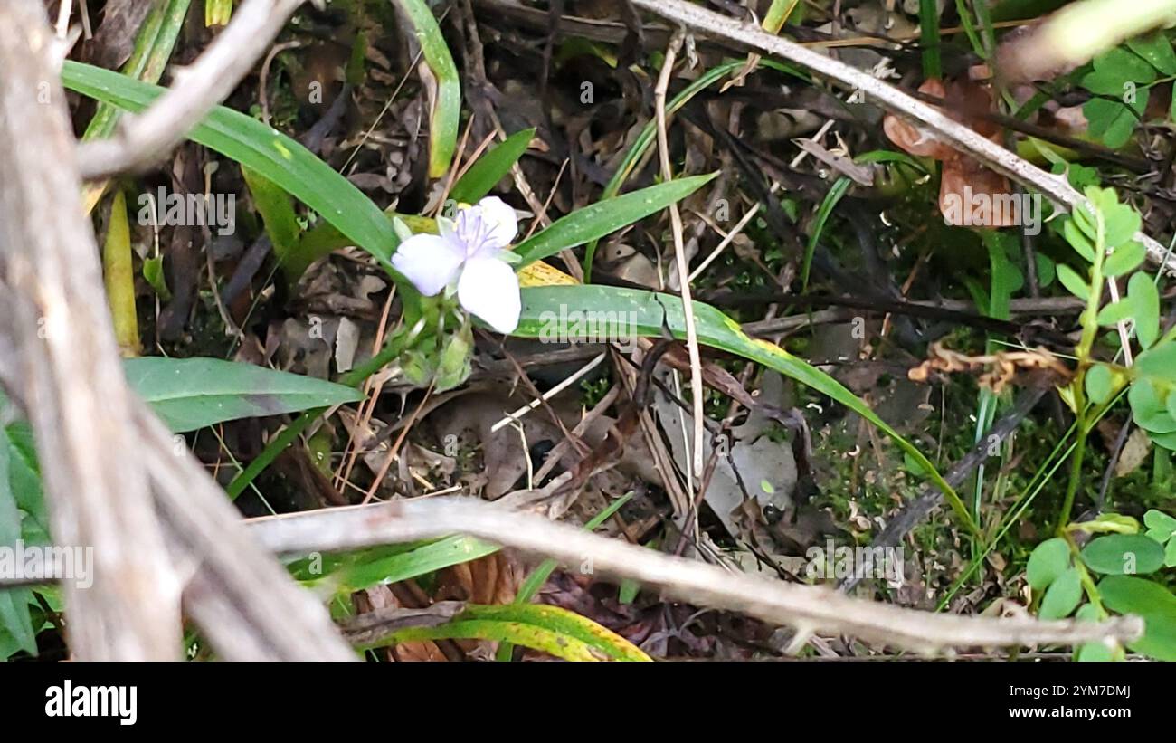 Zigzag Spiderwort (Tradescantia subaspera Stock Photo - Alamy
