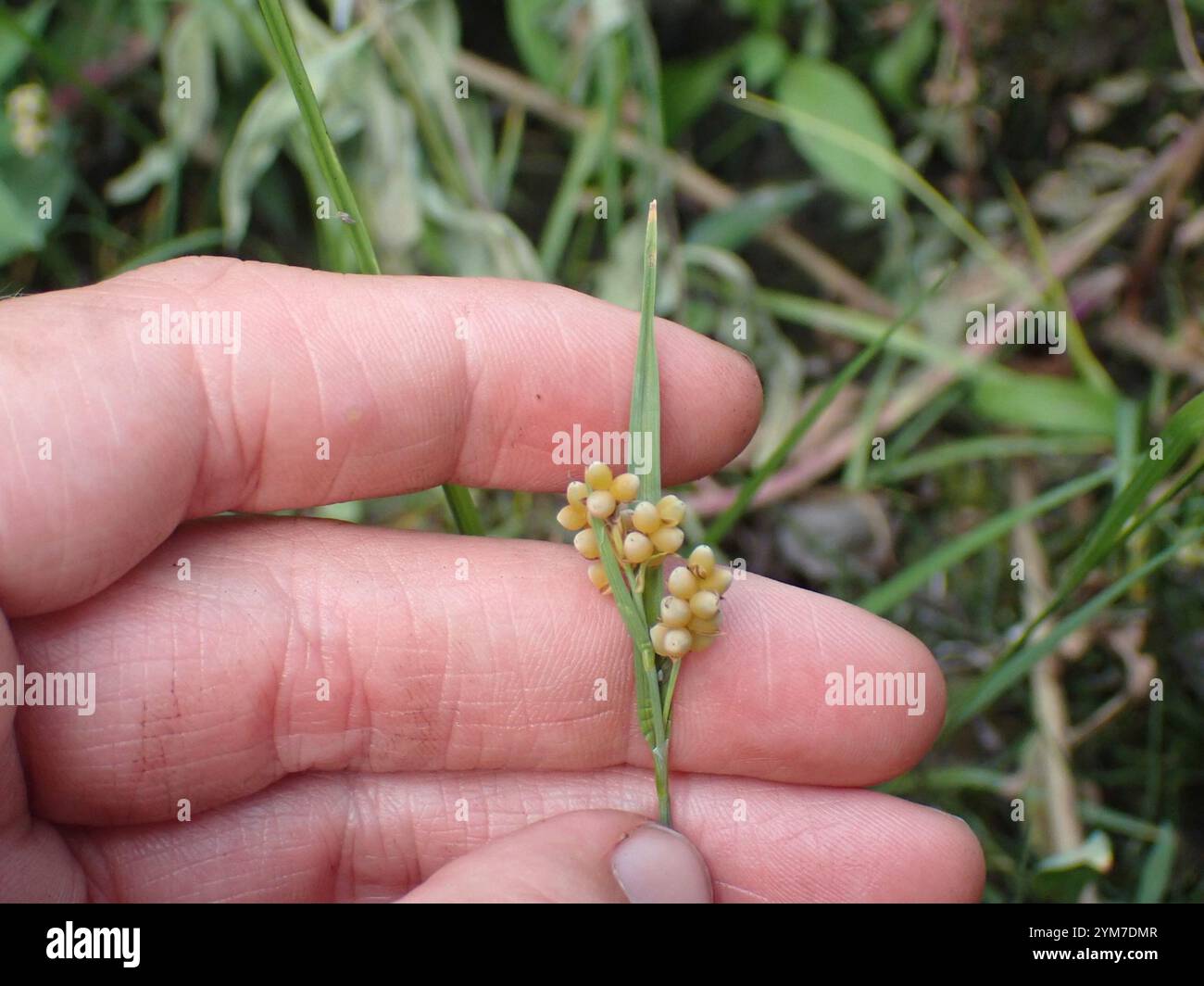 golden sedge (Carex aurea Stock Photo - Alamy