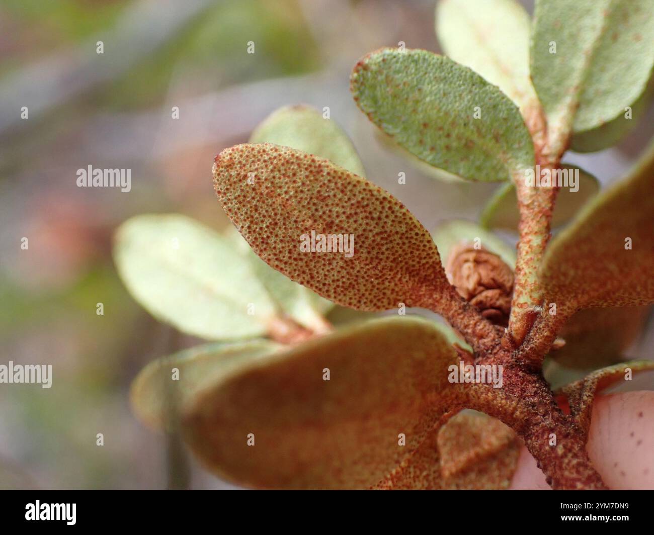 Rhododendron lapponicum hi-res stock photography and images - Alamy