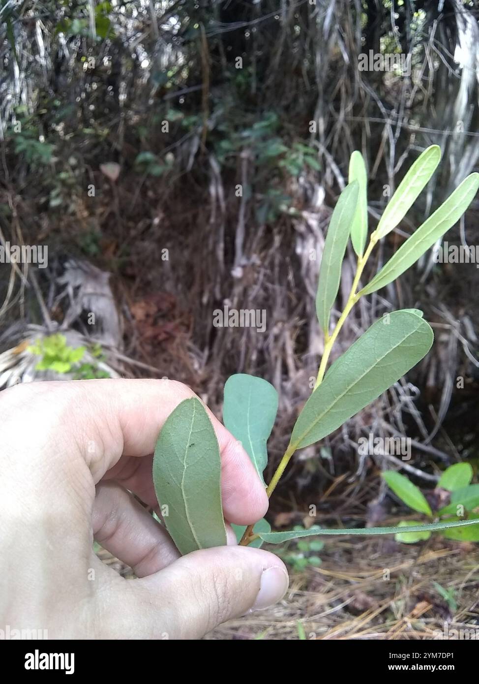 netted pawpaw (Asimina reticulata Stock Photo - Alamy