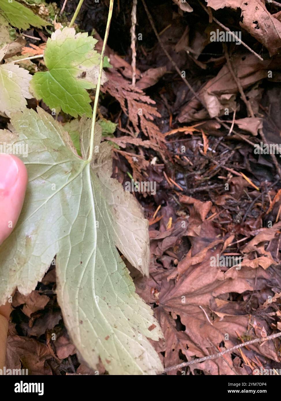 Tall Bugbane (Actaea elata Stock Photo - Alamy
