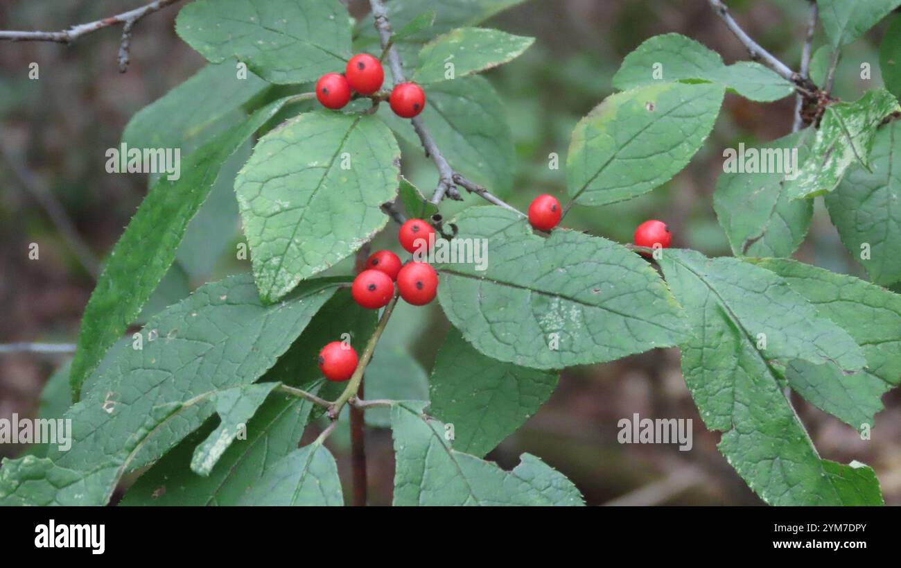 winterberry holly (Ilex verticillata Stock Photo - Alamy