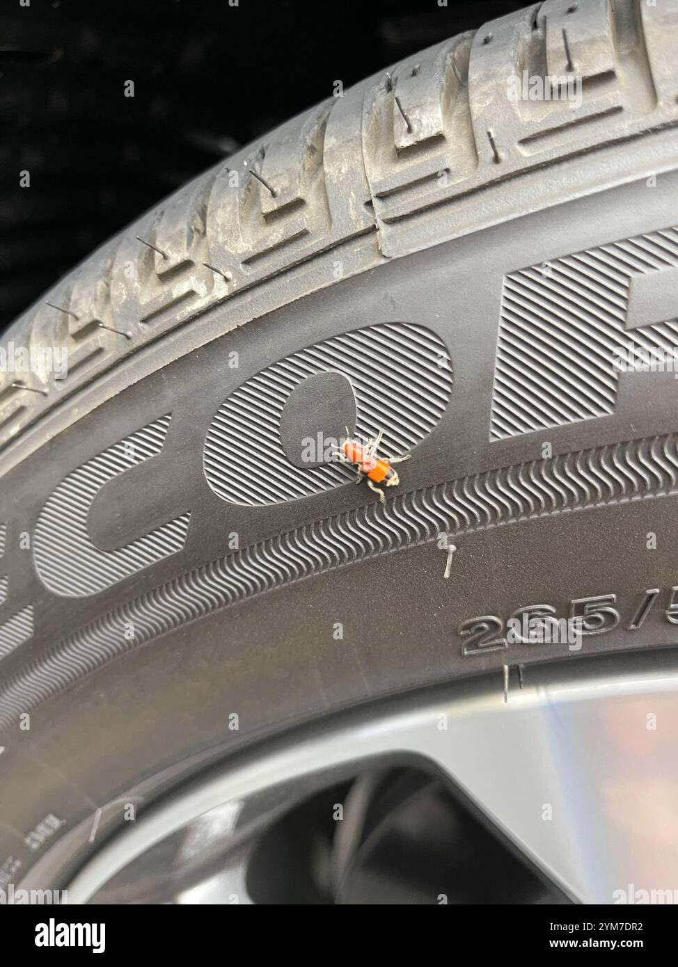 Orange-banded Clerid (Enoclerus ichneumoneus Stock Photo - Alamy