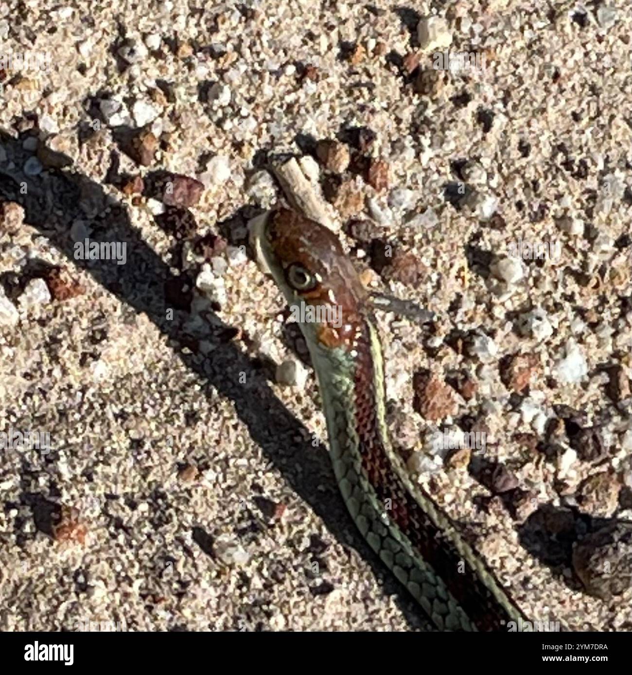 California Red-sided Garter Snake (Thamnophis sirtalis infernalis Stock ...