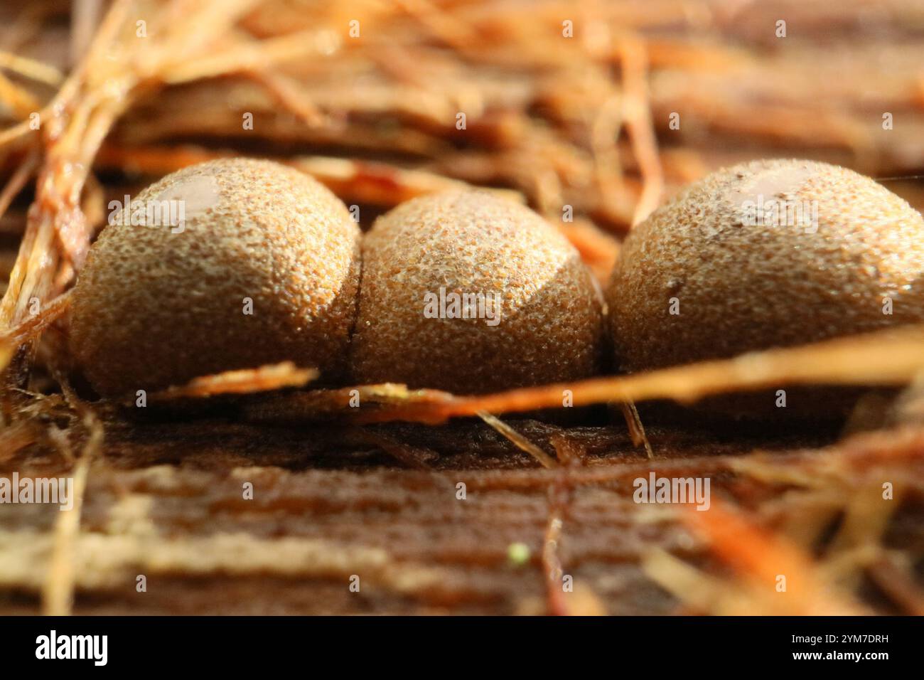 Wolf's Milk (Lycogala epidendrum Stock Photo - Alamy