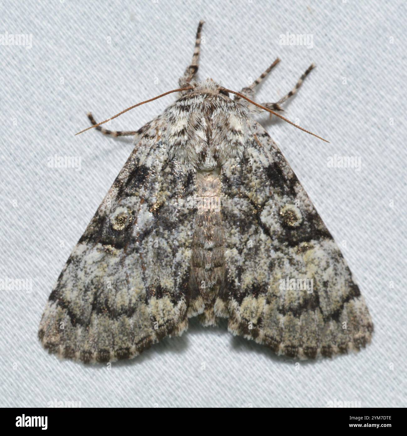 Laugher Moth (Charadra deridens Stock Photo - Alamy