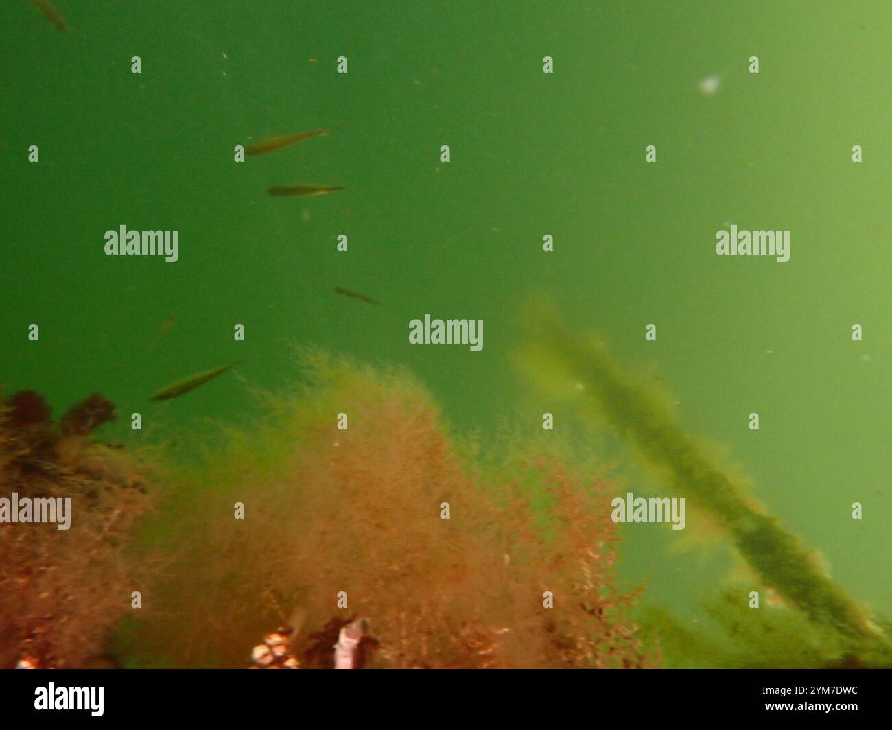Shiner Surfperch (Cymatogaster aggregata Stock Photo - Alamy