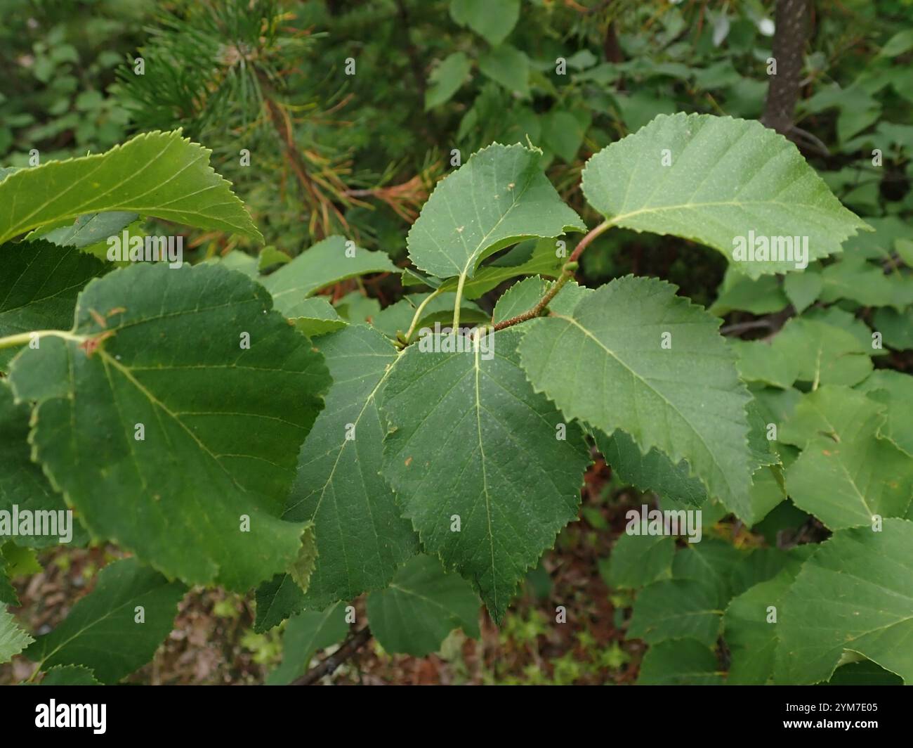 paper birch (Betula papyrifera Stock Photo - Alamy