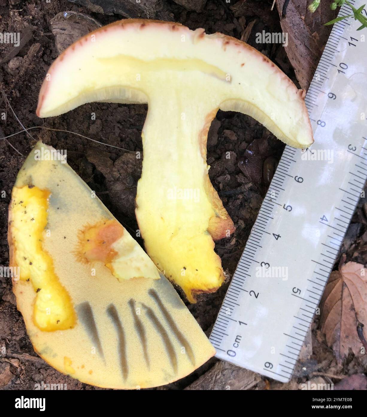 Bicolor bolete hi-res stock photography and images - Alamy