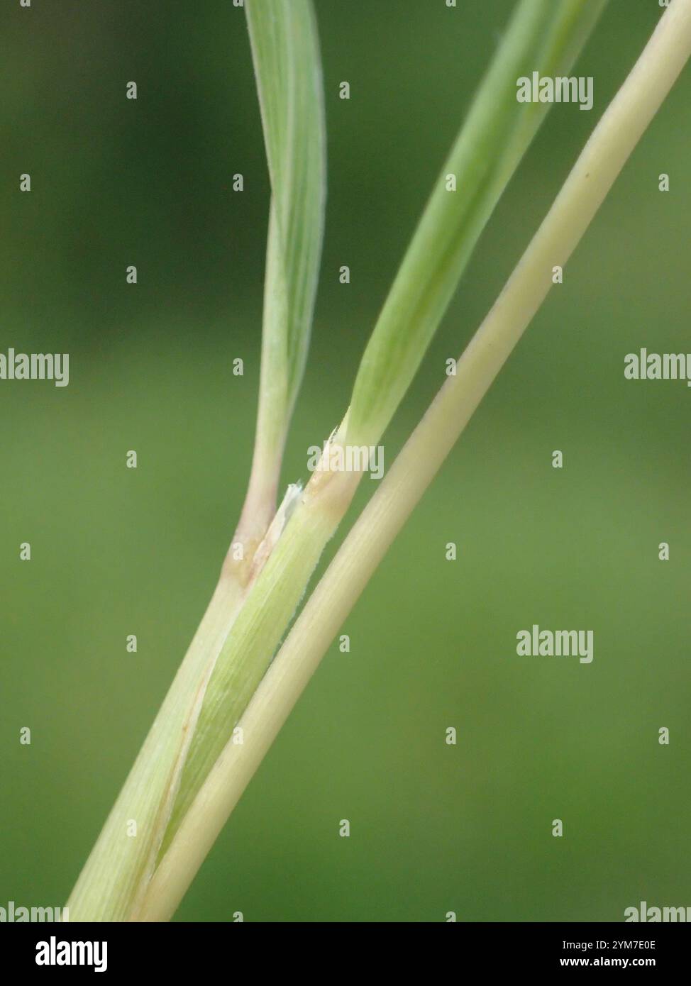 Glutene-rice Grass (Apluda mutica Stock Photo - Alamy
