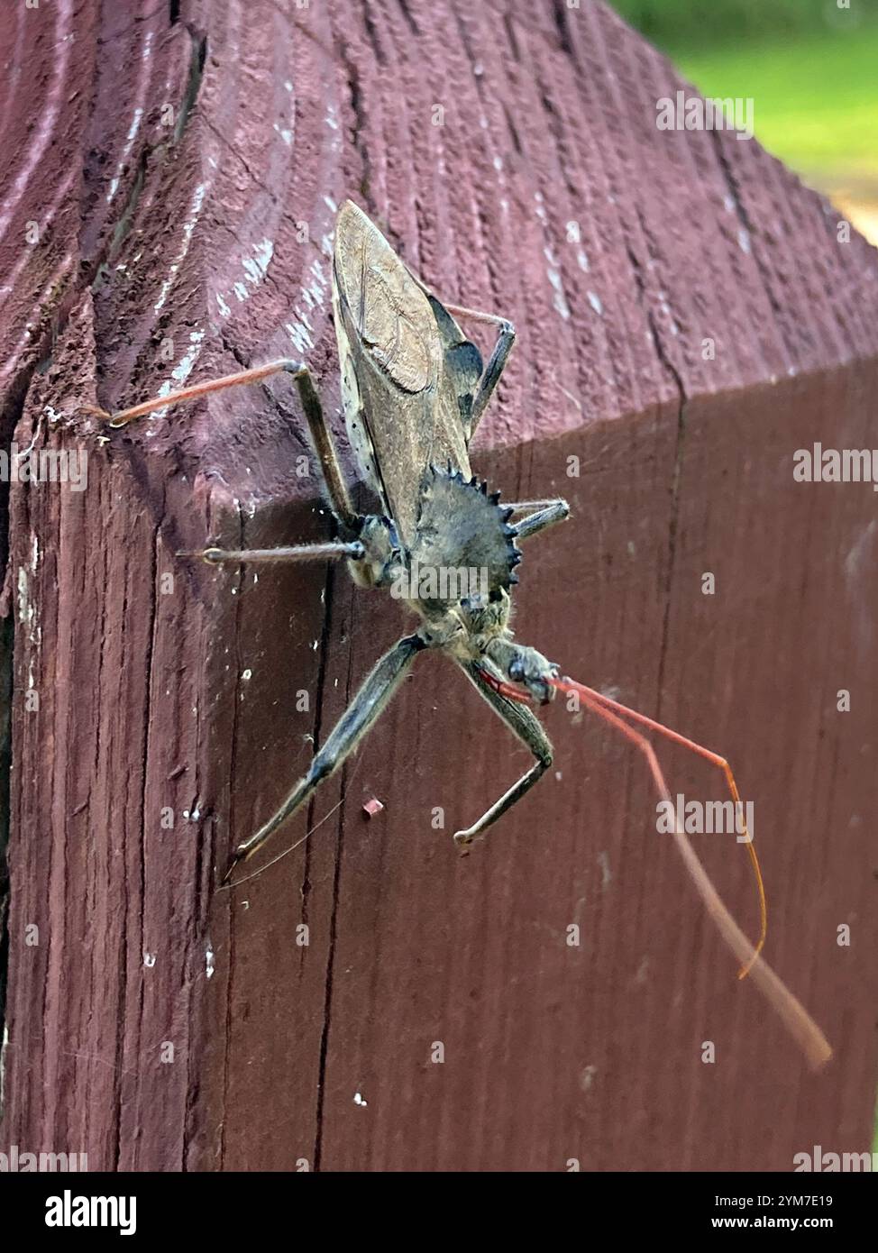 North American Wheel Bug (Arilus cristatus Stock Photo - Alamy