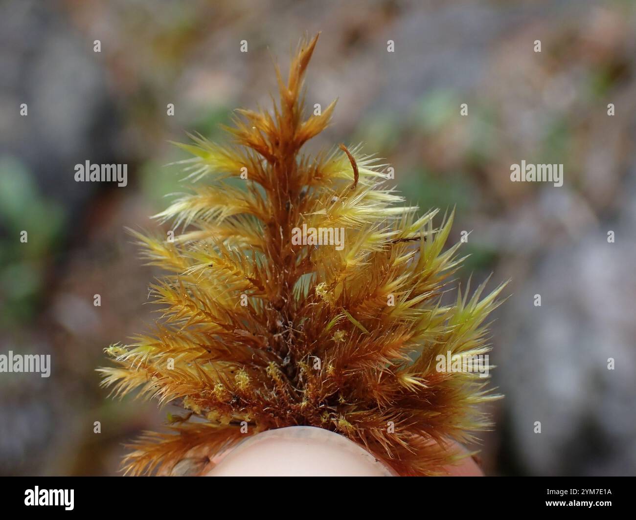 Golden Fuzzy Fen Moss (Tomentypnum nitens Stock Photo - Alamy