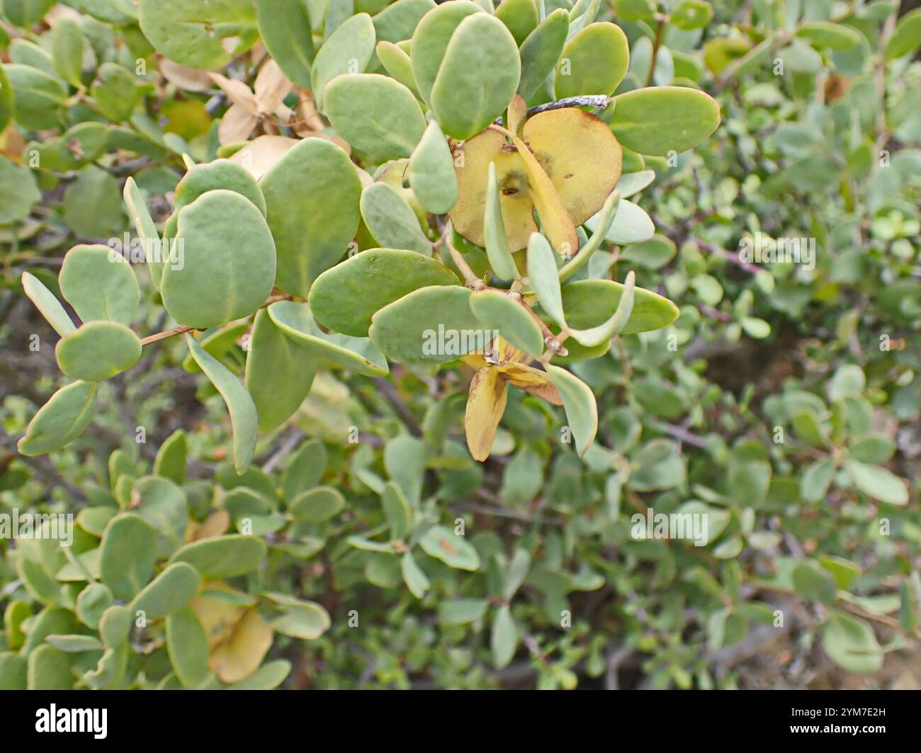 Roepera hi-res stock photography and images - Alamy