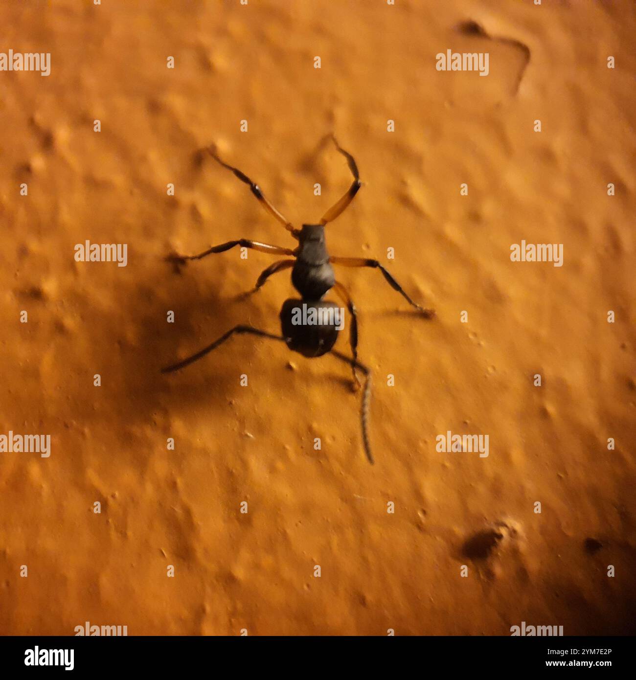 Southern Broad-nosed Spiny Ant (Polyrhachis femorata Stock Photo - Alamy